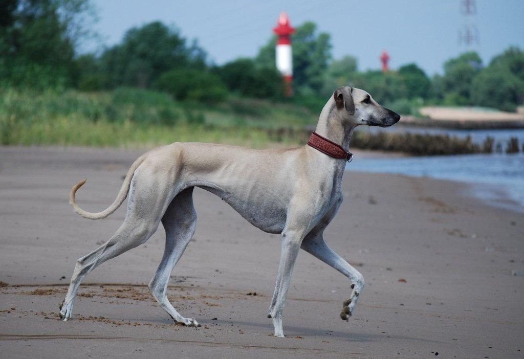 Sloughi - The Breed Archive