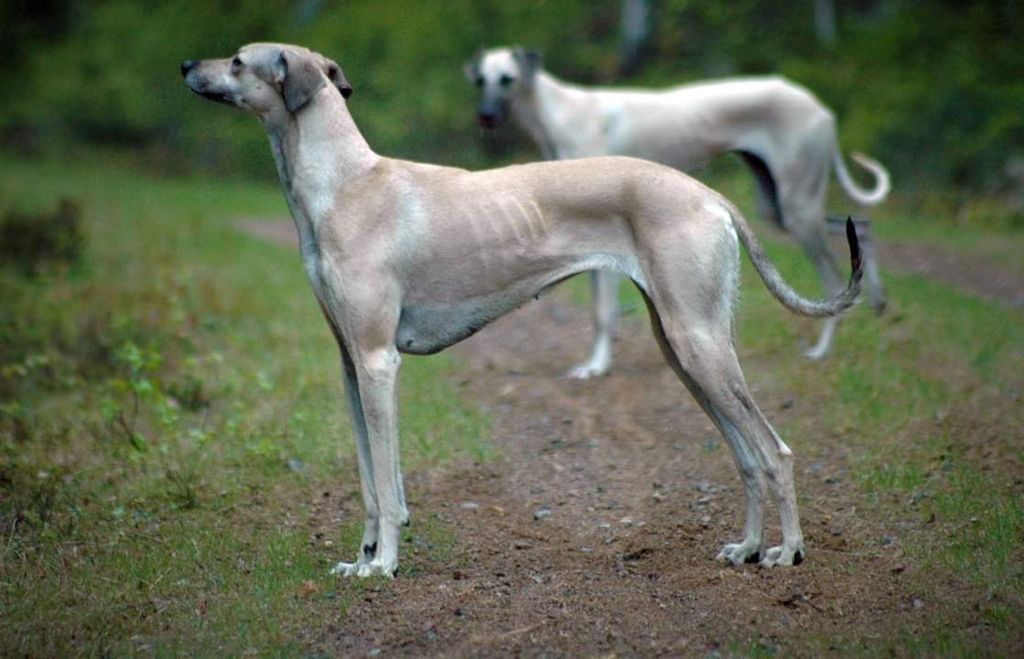 Sloughi - The Breed Archive