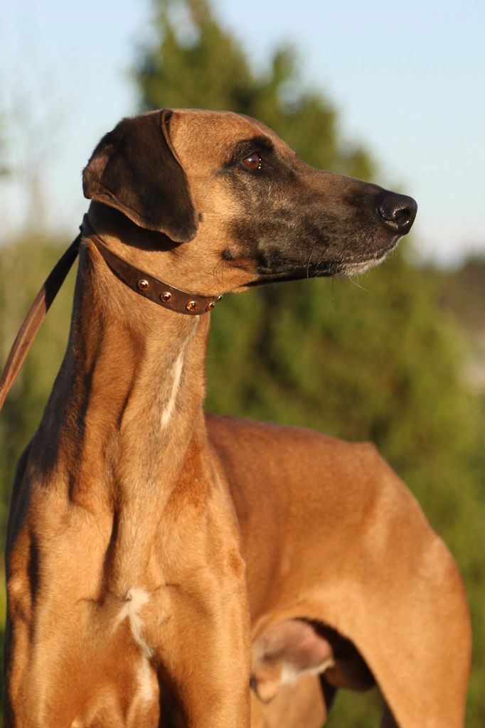 Sloughi - The Breed Archive