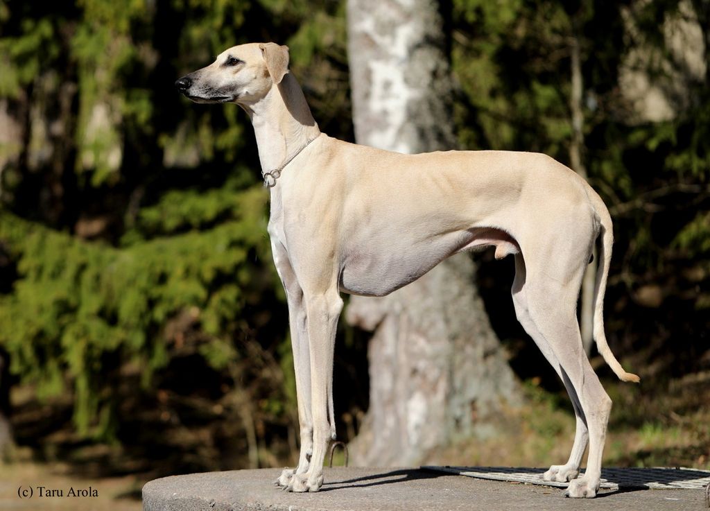 Sloughi - The Breed Archive