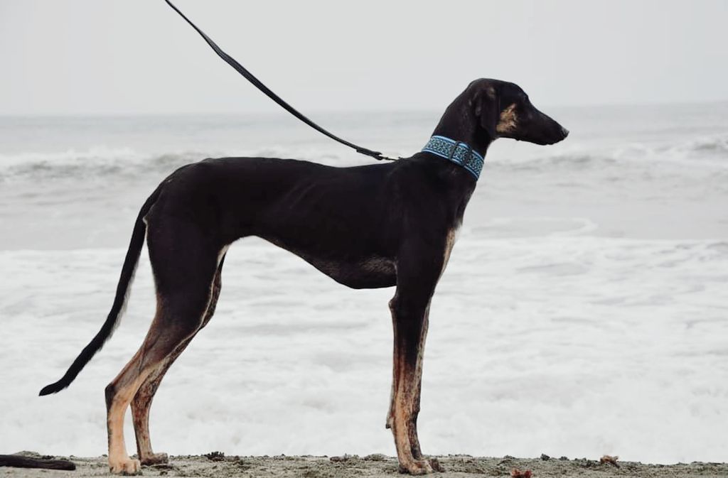 Sloughi - The Breed Archive