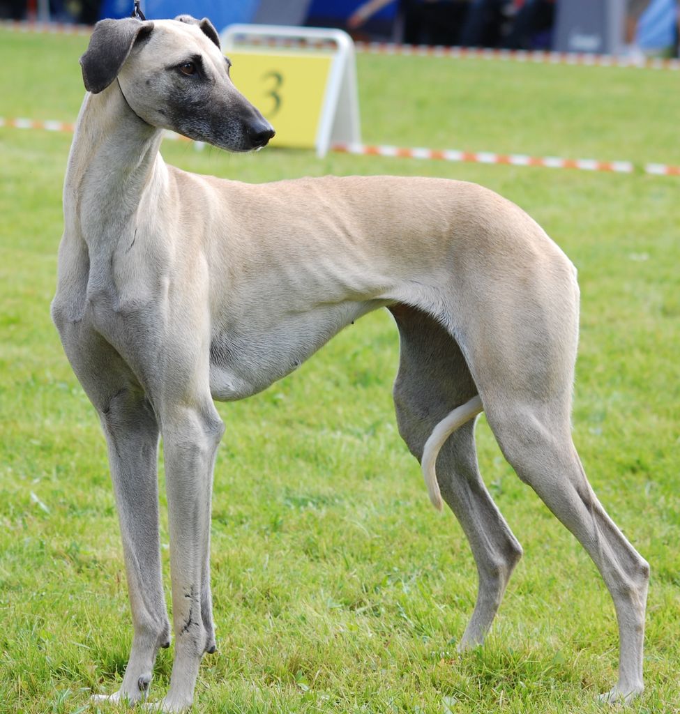 Sloughi - The Breed Archive