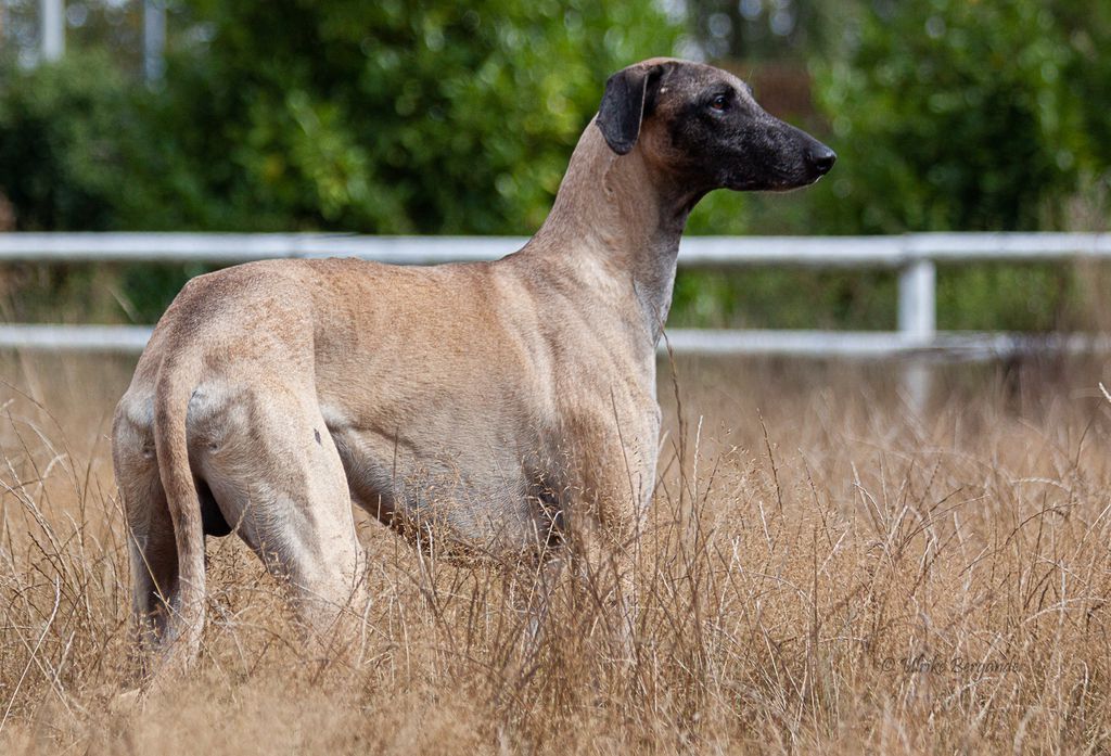 Sloughi - The Breed Archive