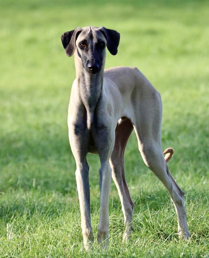 Sloughi - The Breed Archive