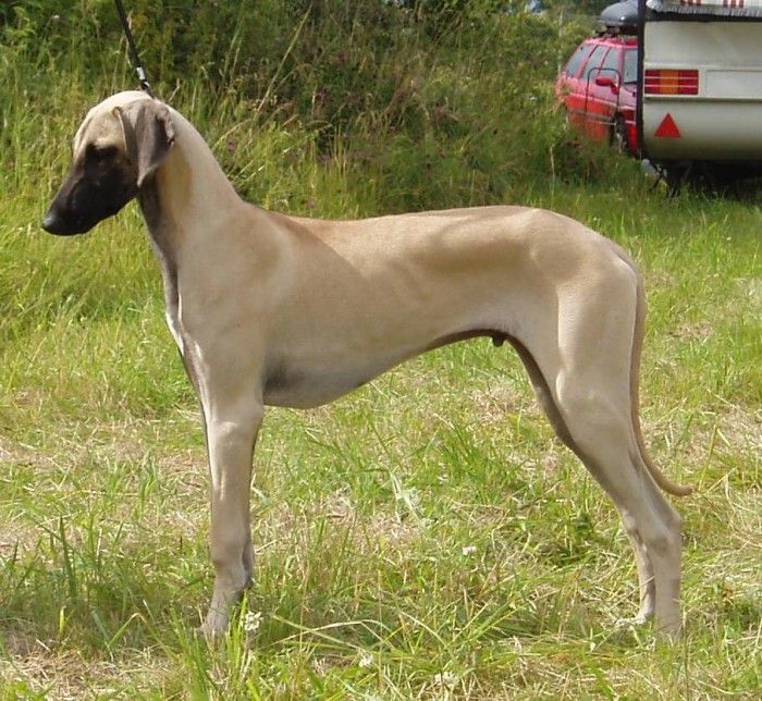 Sloughi - The Breed Archive